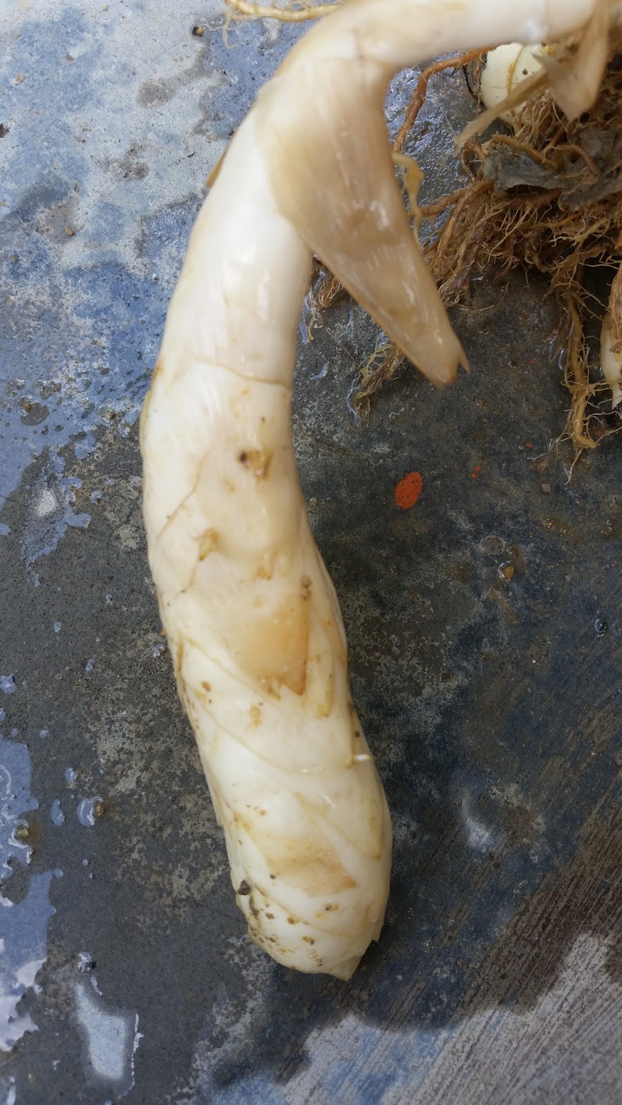 Warisan Petani: Pokok Ubi Bemban.