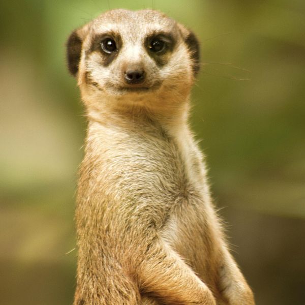 Datos Interesantes Sobre Las Suricatas Nestl Aquarel