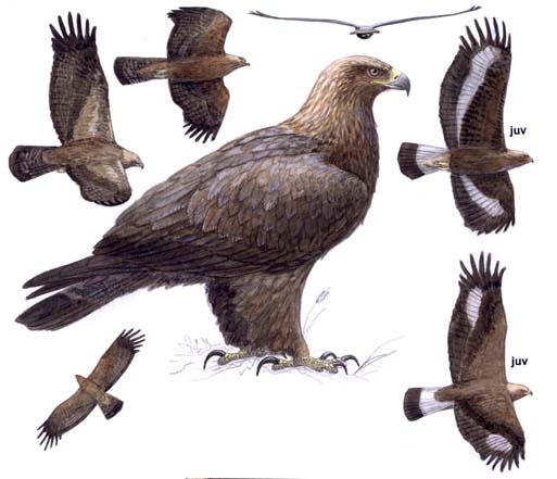 Complete List of Eagle Species