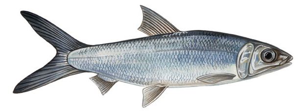 3 Ordo yang termasuk kedalam ikan berwarna perak - Green Sharks