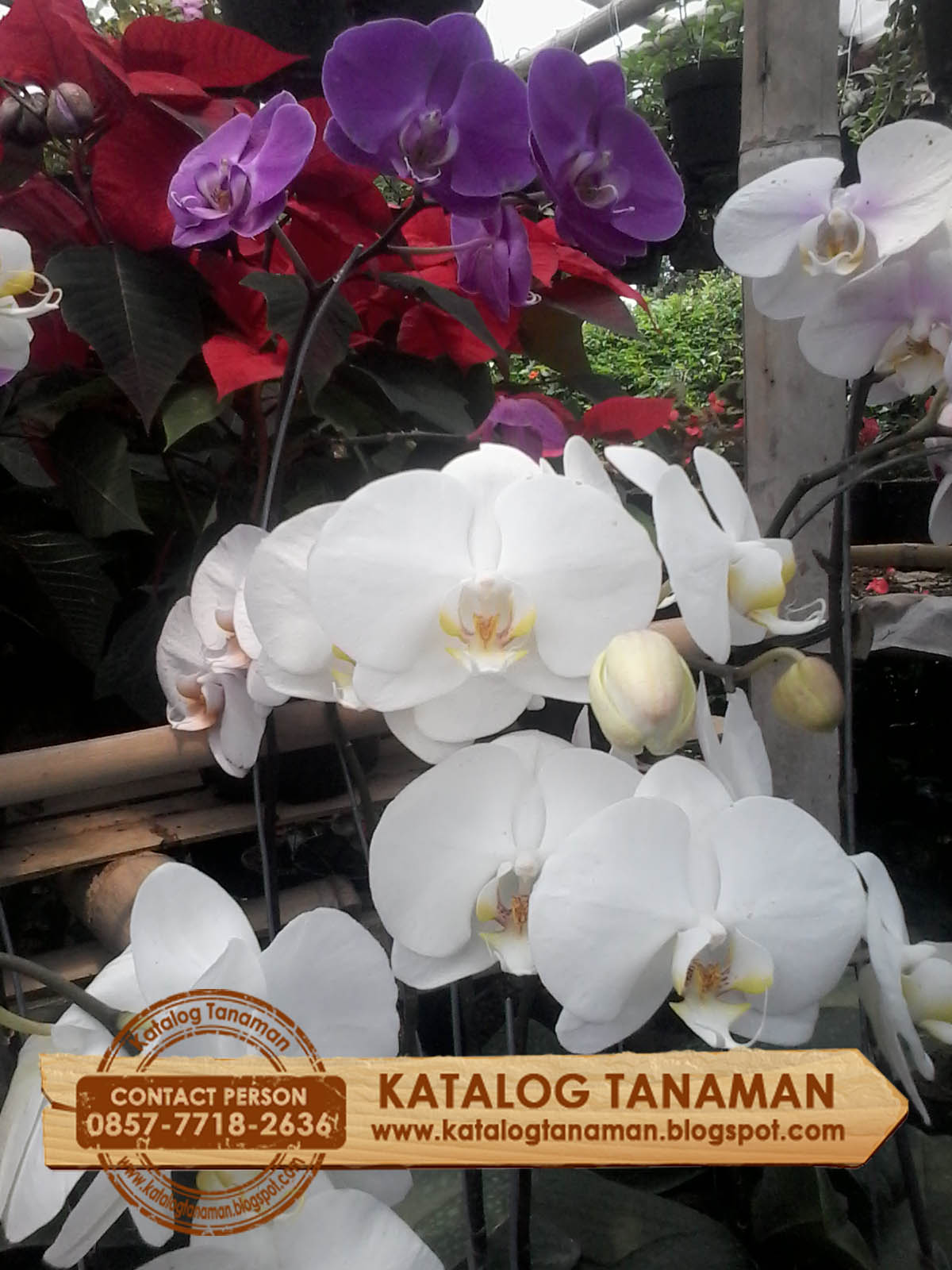 JUAL POHON BUNGA ANGGREK BULAN | HARGA TANAMAN ANGGREK BULAN TERBARU ...