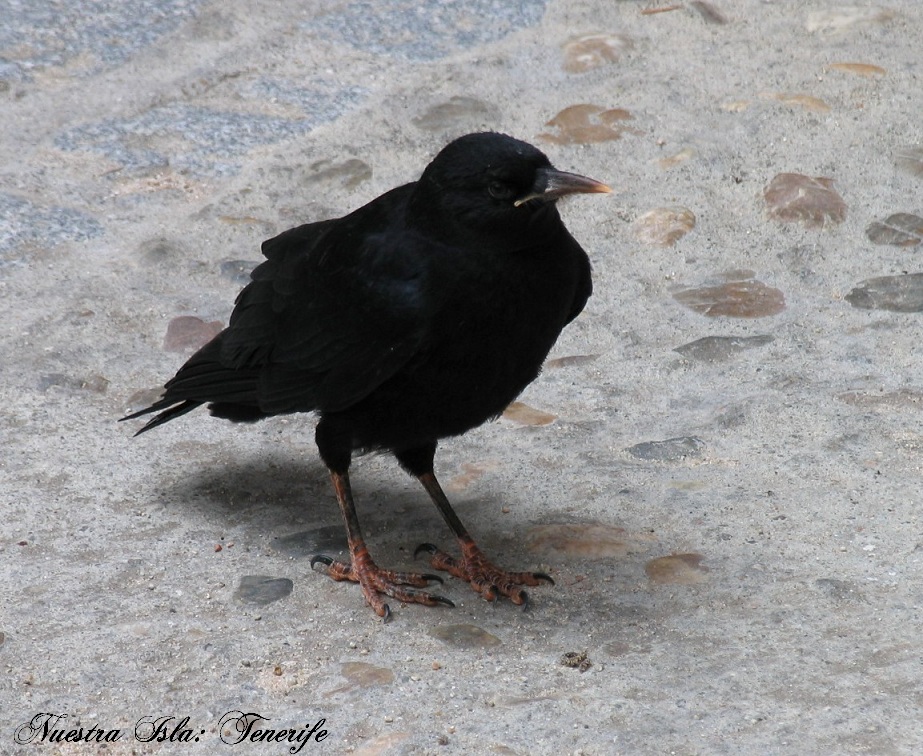 NUESTRA FAUNA: MIRLO COMUN (Turdus merula)