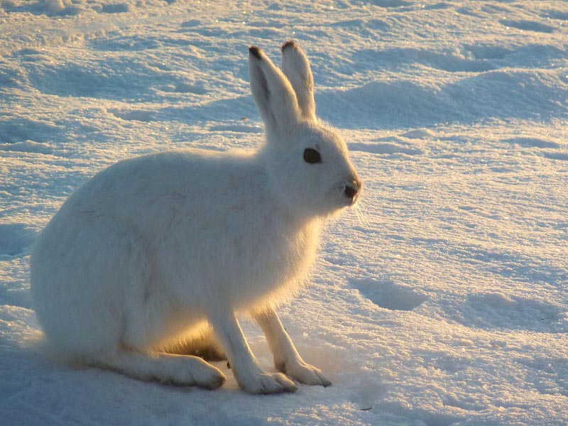 Mitoslavia: Zajęczaki