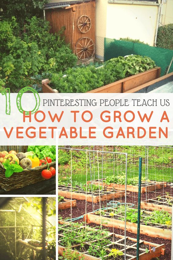 Growing Vegetables - Pinterest Gardening