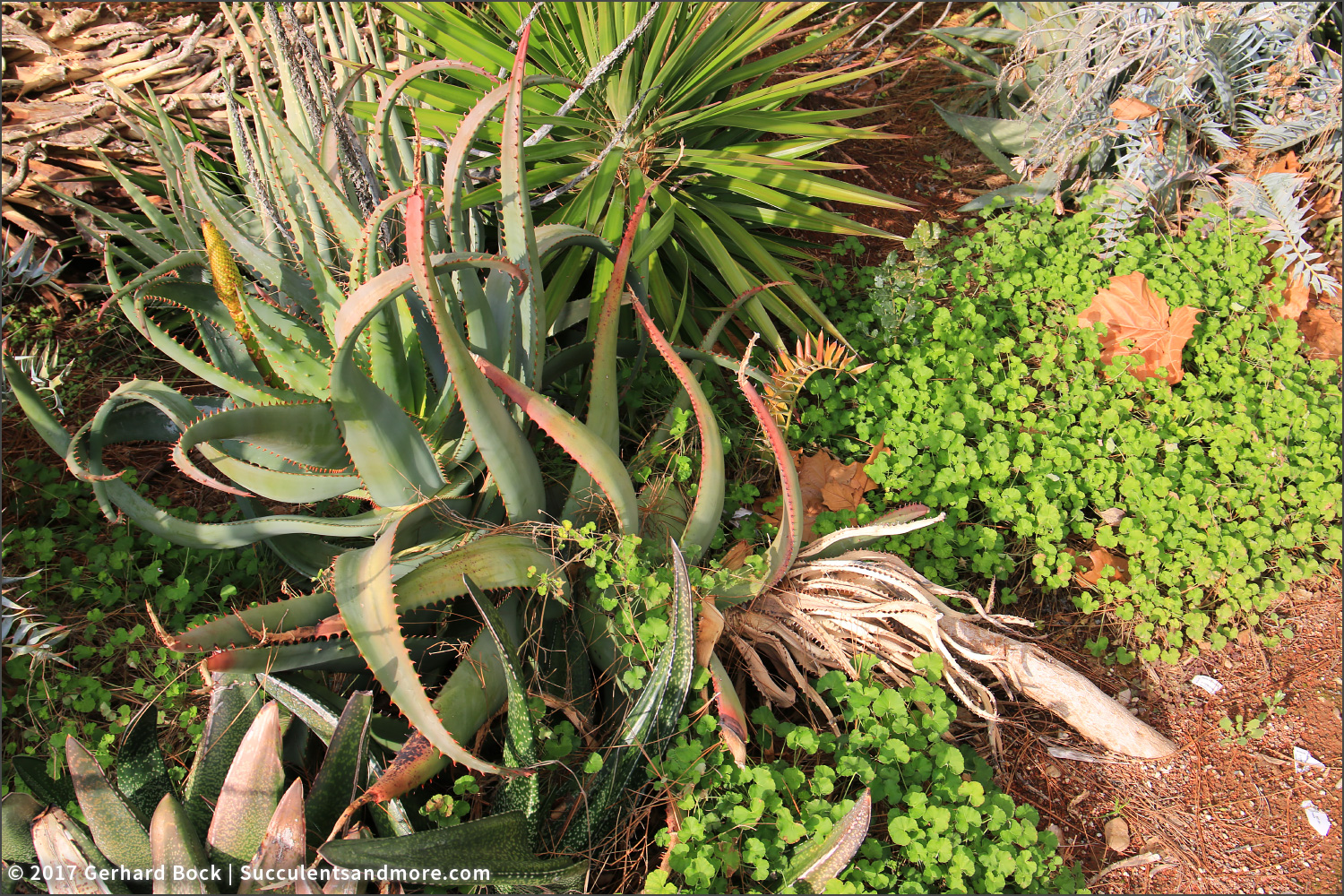 First 2017 look at the aloes at UC Davis