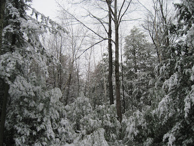 RavenWood Forest: Late April Mist