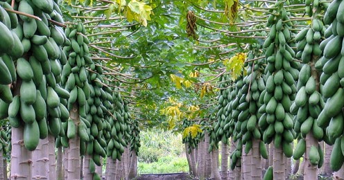 KILIMO BORA CHA MIPAPAI