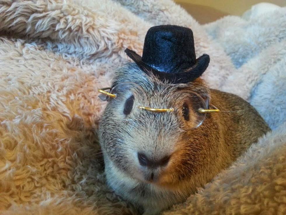 Funny animals of the week - 6 March 2015 (40 pics) | Amazing Creatures