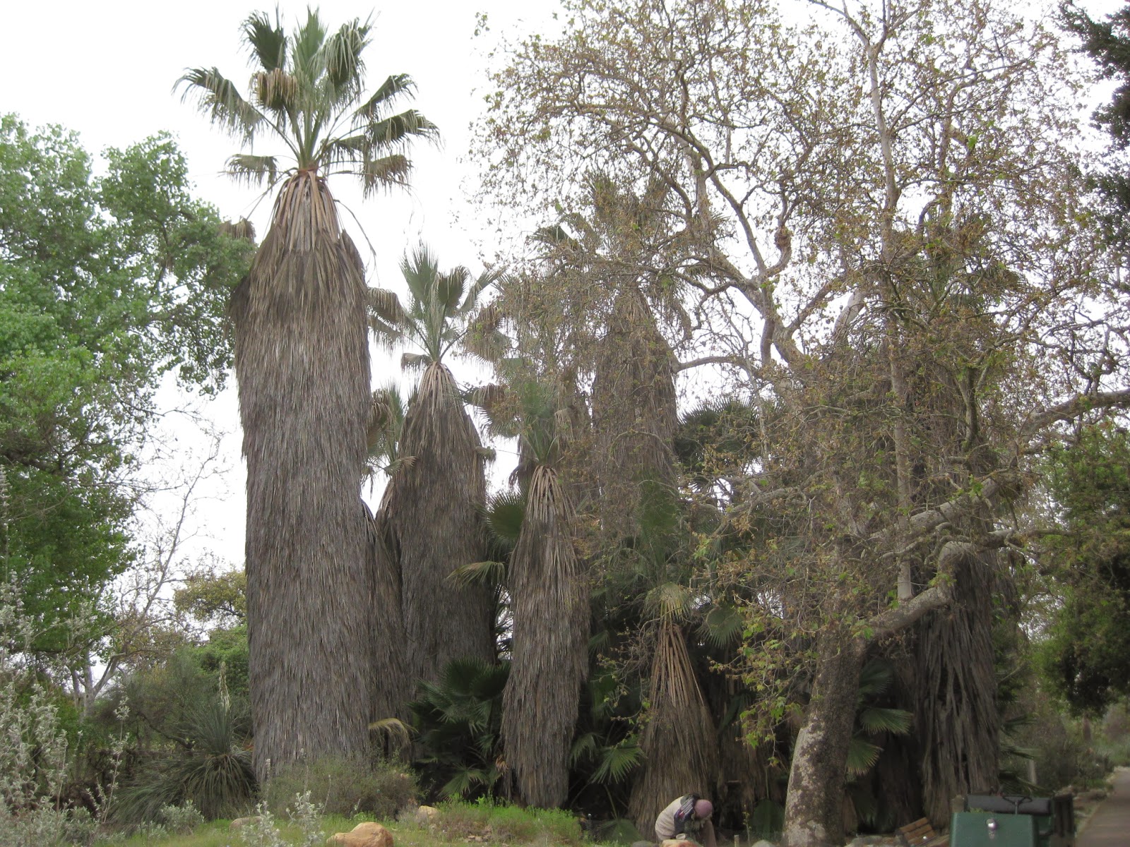 Trees of Santa Cruz County: Washingtonia filifera - California Fan Palm