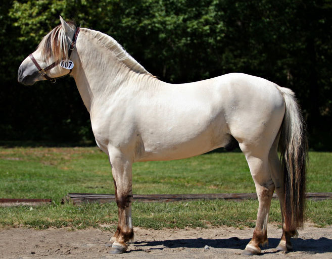 Horses are my Life: The Norwegian Fjord horse.