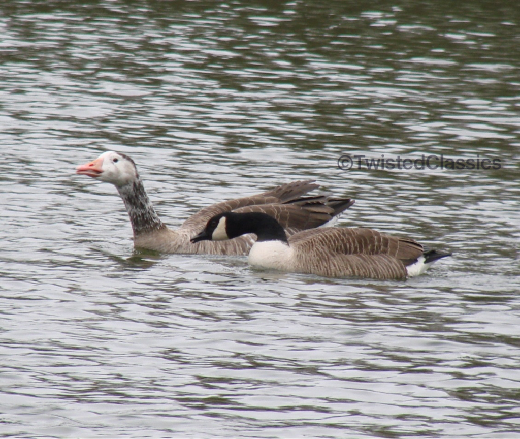 Birds and wildlife: Strange-looking Canada Goose