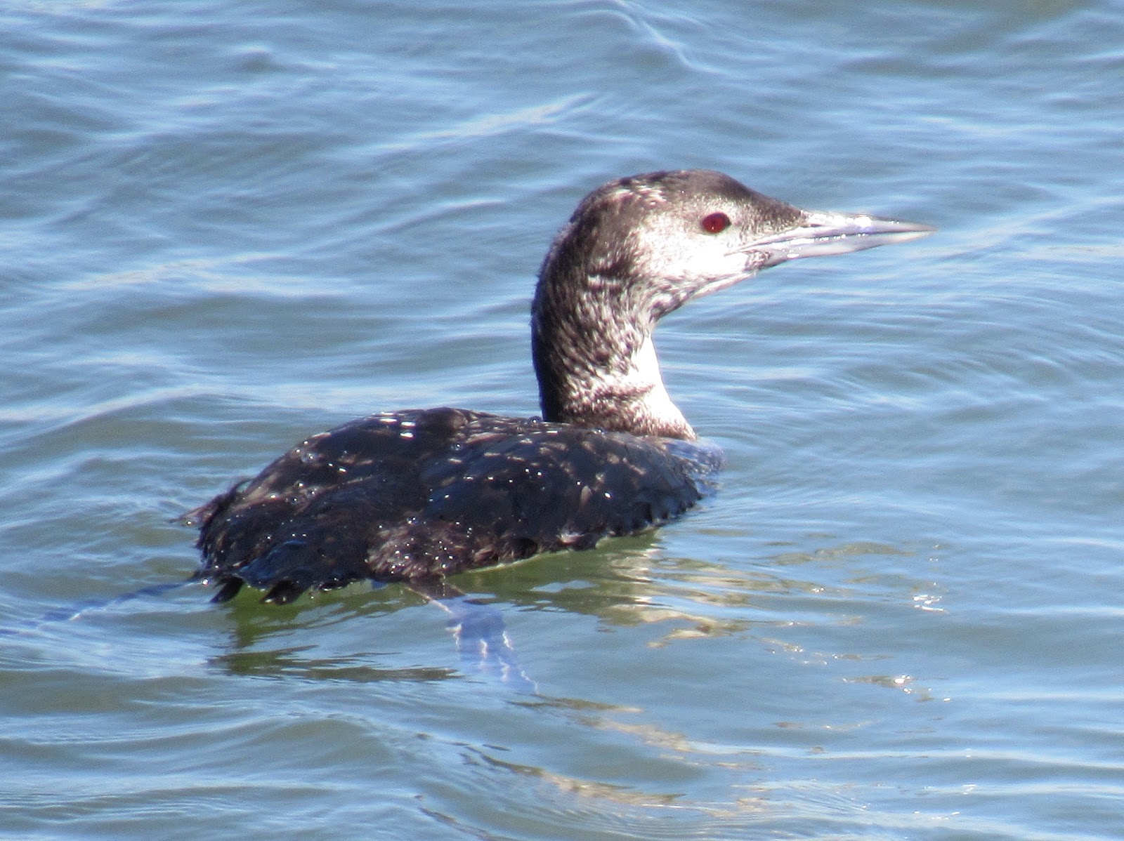 Common Loons: The Spirit of the North Woods Visits California