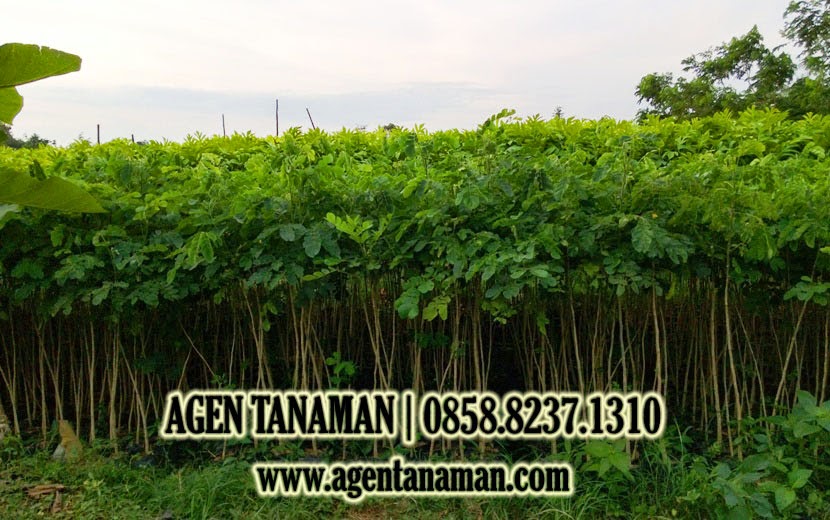 POHON TREMBESI | JUAL POHON PELINDUNG | AGEN TANAMAN ~ AGEN TANAMAN