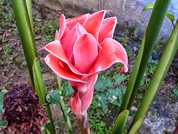 Flowers of Torch Ginger / Zingiber | SL Flora