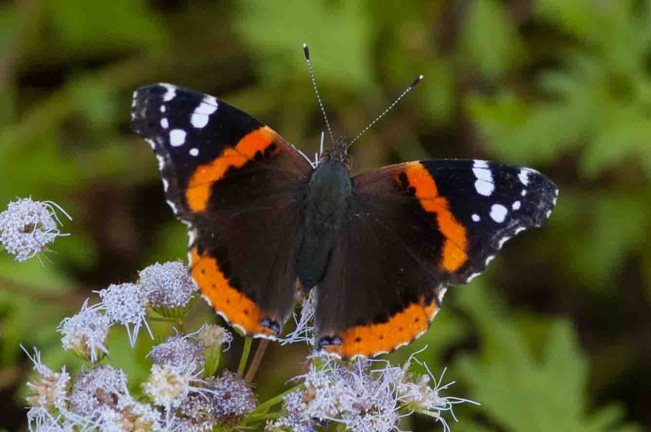Window on a Texas Wildscape: Fall butterflies