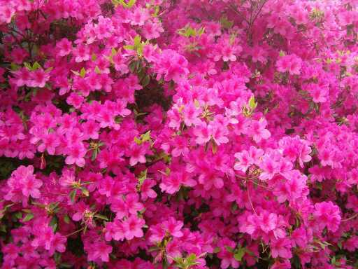 Azalea | World Of Flowers