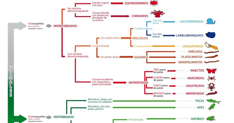 CIFRAS Y LETRAS: Clave para clasificar animales