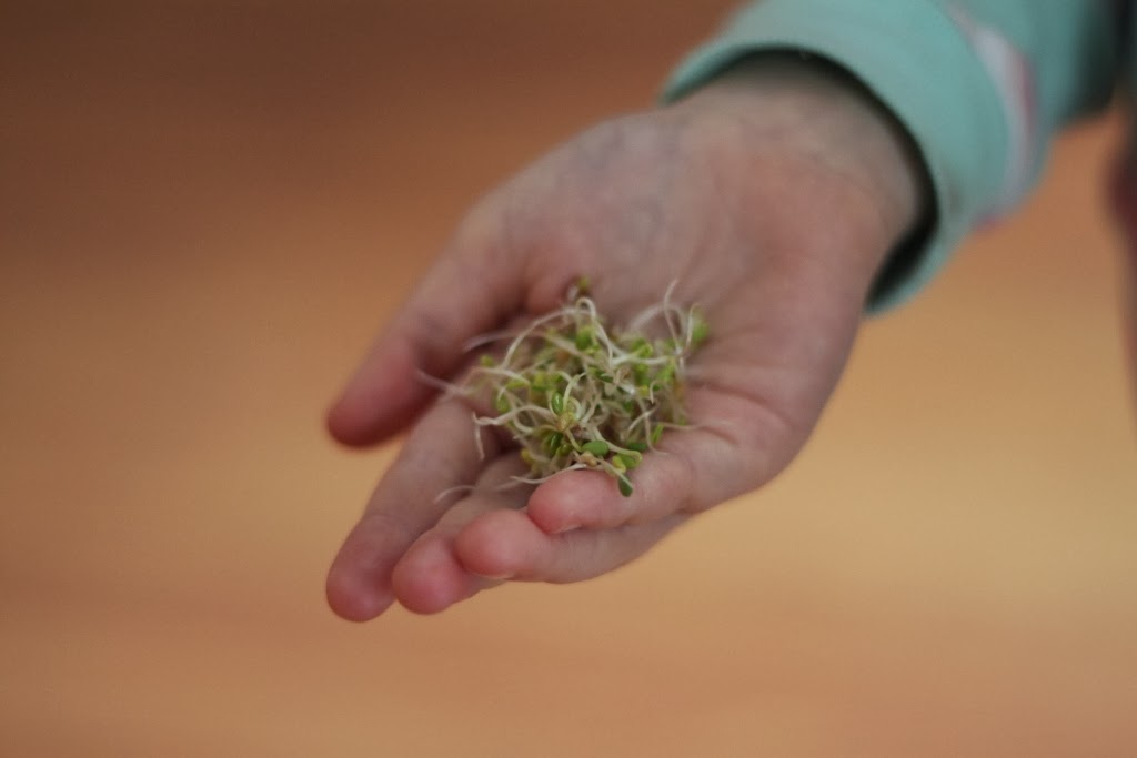 The Really Crunchy Mom: Sprouts