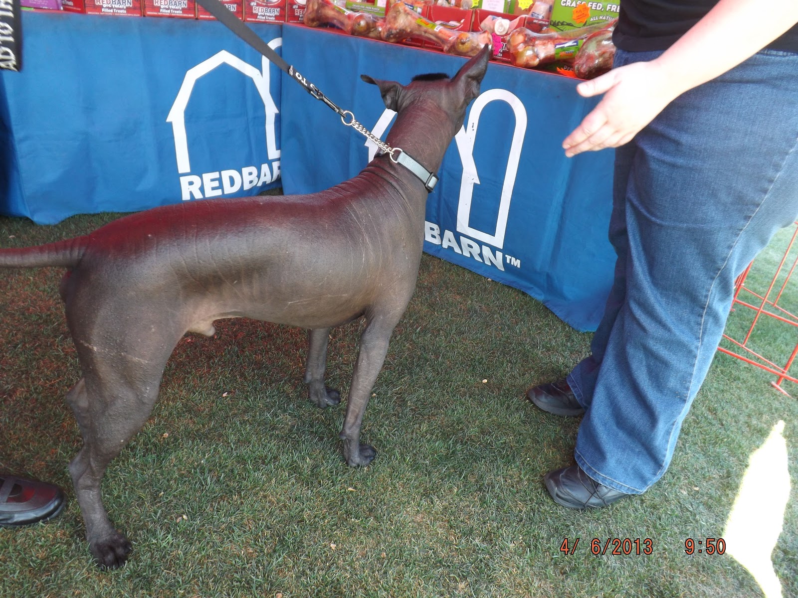 Up to Speed: Kachina Kennel Dog Show Sprin 2013