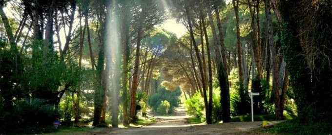 CARILÓ:un bosque inmenso encerrando un pueblo de hermosura y estilo ...