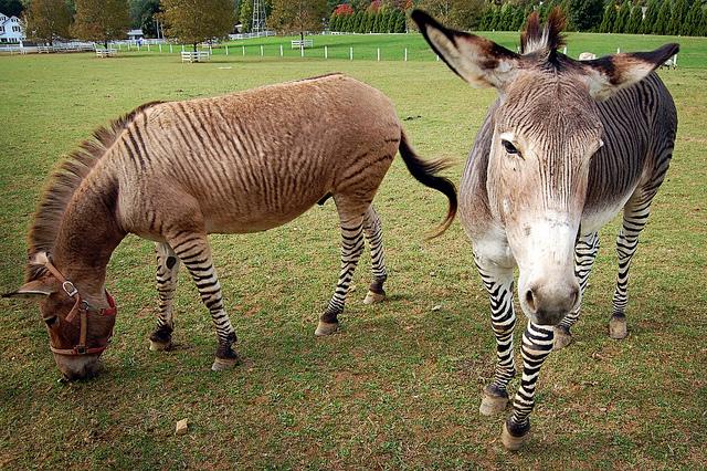 pferde-online-magazin.ch: Zesel - pferde-online-magazin.ch