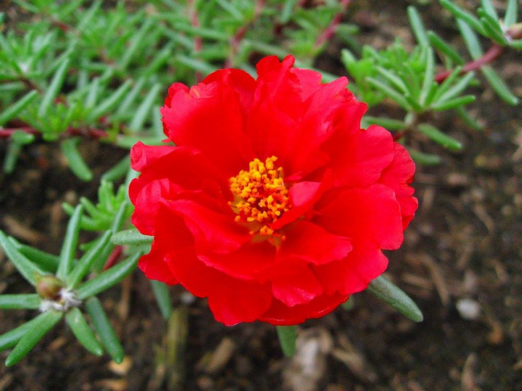 Con cọp dễ thương - Ứng Dụng Phật Pháp Vào Cuộc Sống