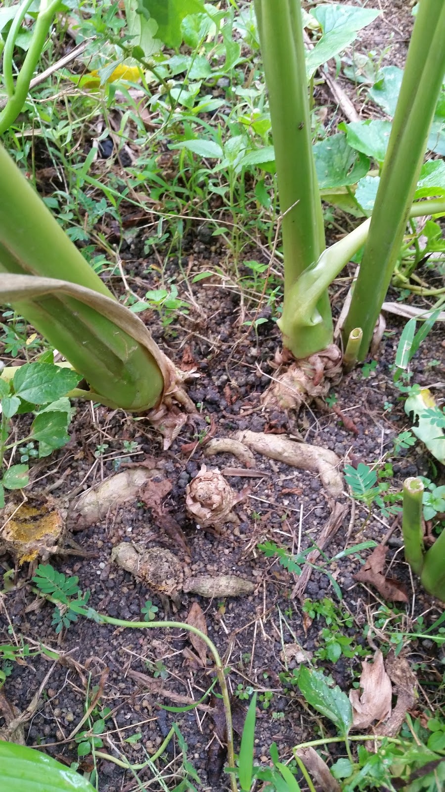 Warisan Petani: Pokok Temu Pauh.