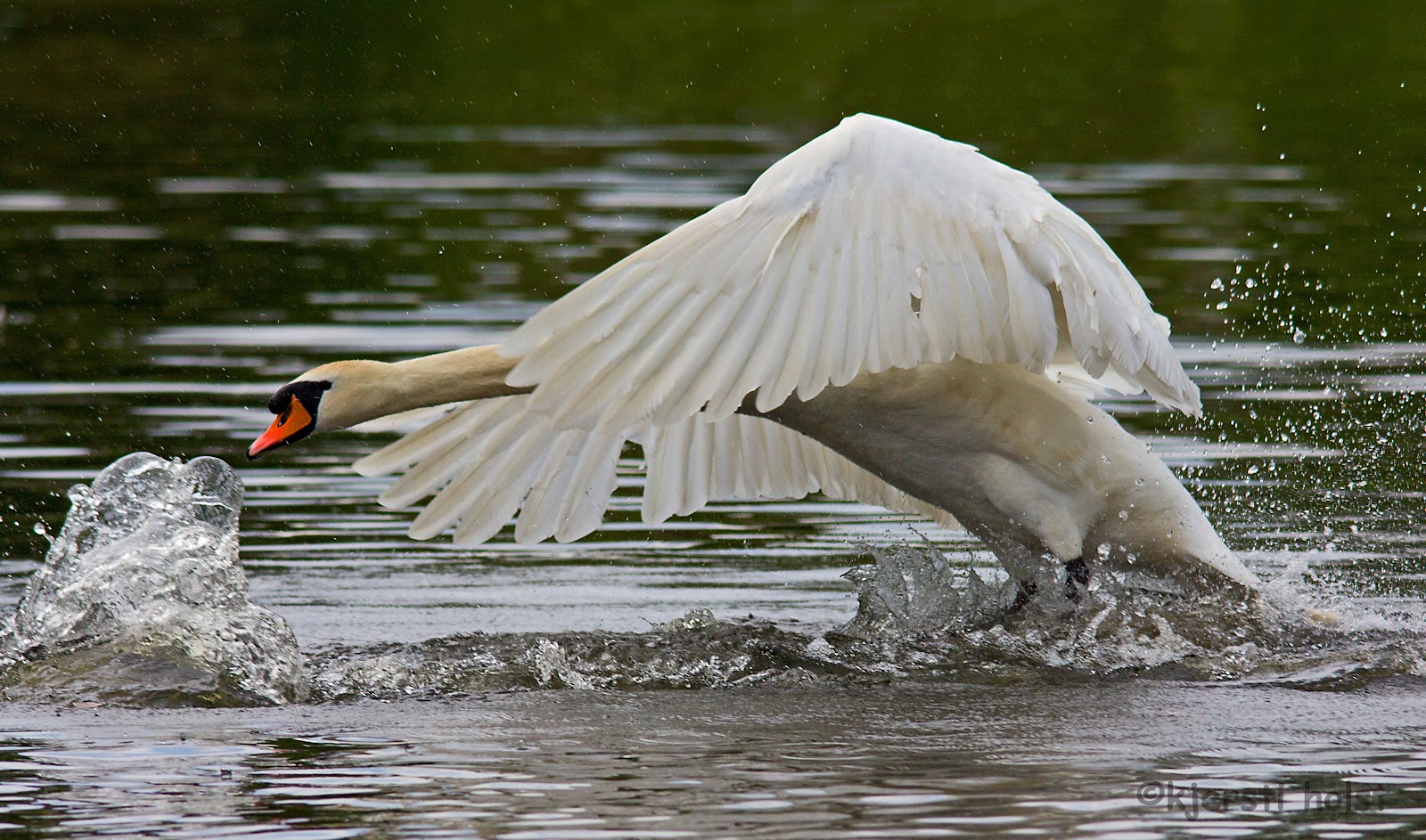 VELKOMMEN TIL KJERSTIS LØSE TRÅDER: Sinna svane, mektig svane---et av ...