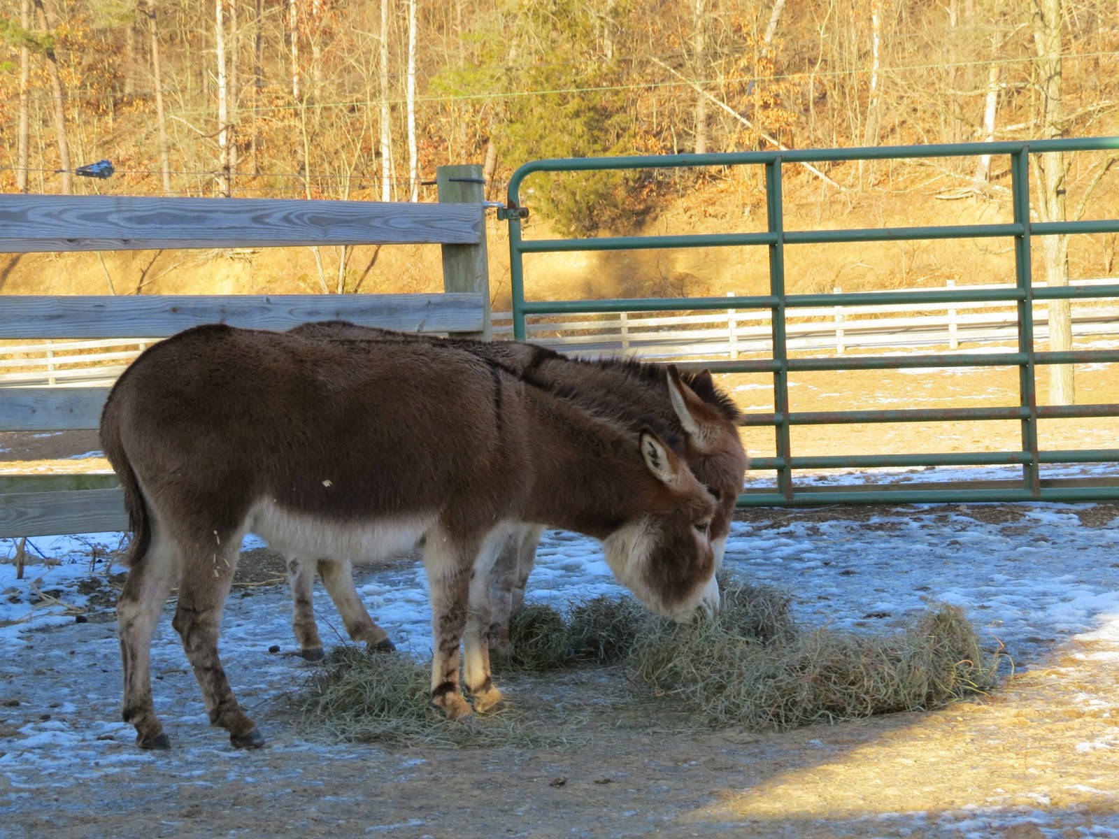 Frozen Poopsicles and Portion Control