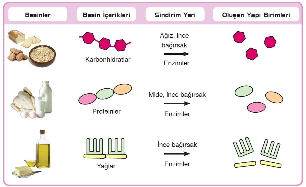Enzimlerin Görevleri Nelerdir? Enzimlerin Yapısı ve Mekanizmaları ...