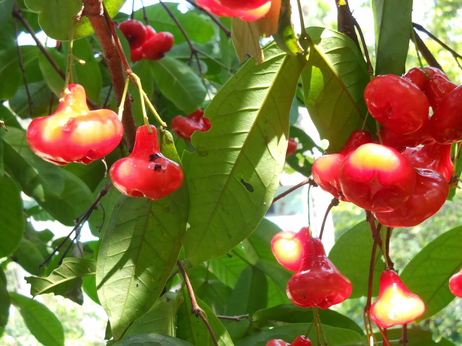 VIBGYOR: BELL FRUIT WHICH GREW IN MY BEAUTIFUL VILLAGE CHETTIKULAM