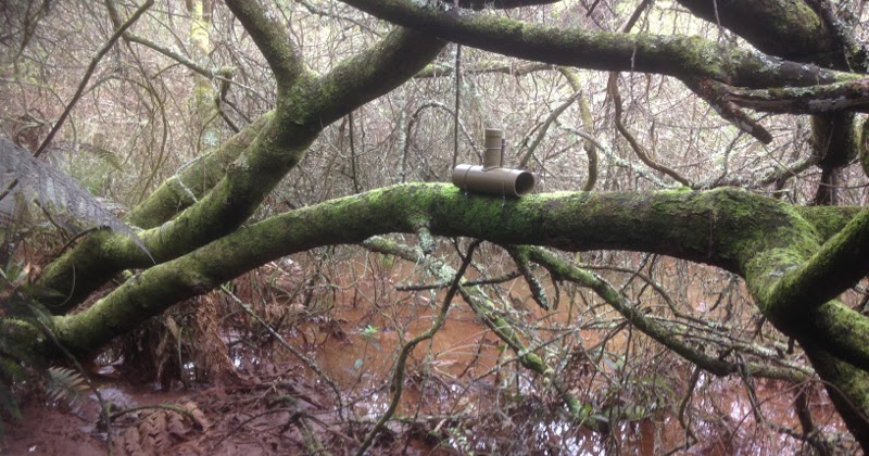 Mangaiti Gully Restoration Group: In 2017 we had great success in Rat ...