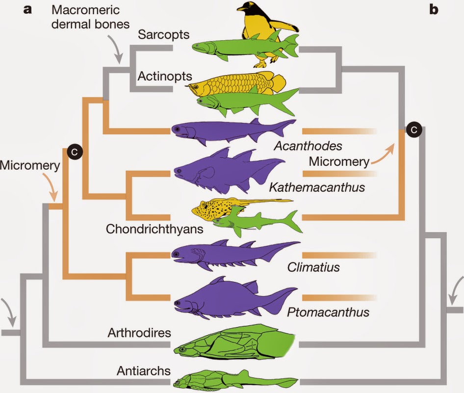 The Dragon's Tales: Entelgnathus primordialis: Earliest Known Jawed ...