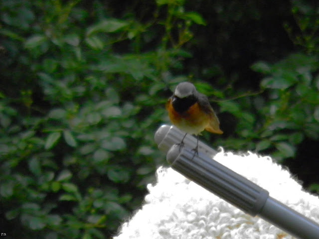 PASARI DIN ROMANIA: CODROS DE PADURE (2), Phoenicurus phoenicurus
