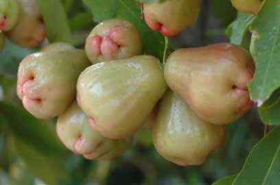 Menanam Jambu Air dalam Pot - Tabulampot Jambu - Panduan & Cara Bertanam