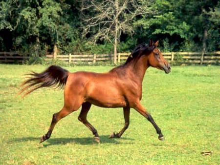 Mes amis les chevaux: 02/19/11