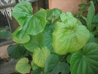 Terra Nostra: CAPEBA - Piper umbellatum