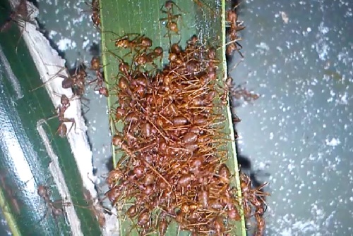 Ratu Semut Rangrang Kunci Sukses Budidaya Kroto | Saraswati Update