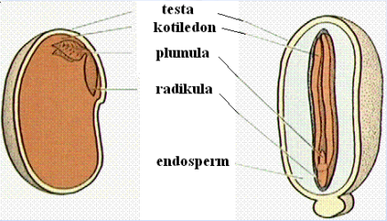 as you know: Biji dan Perkembangan Biji