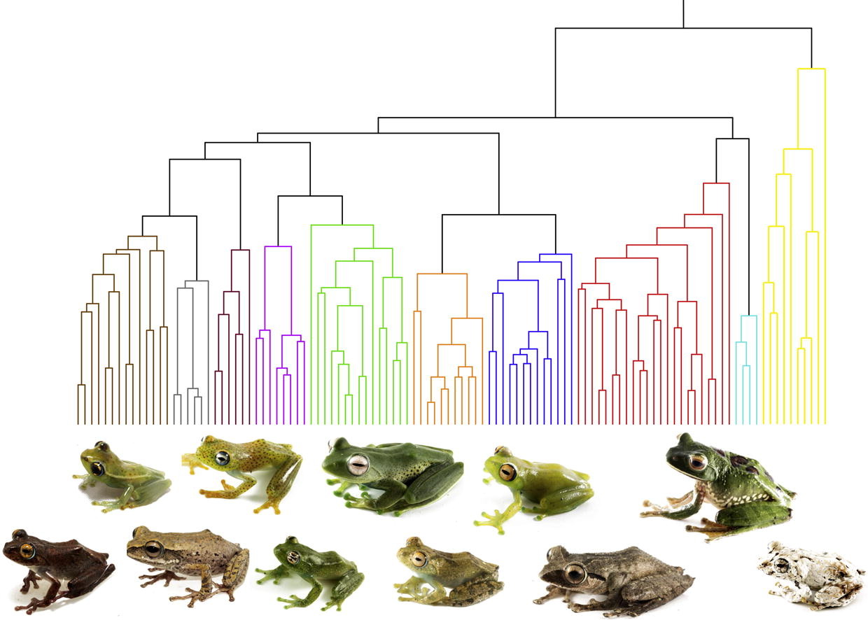 Species New to Science: [Herpetology • 2018] Molecular Phylogeny and ...