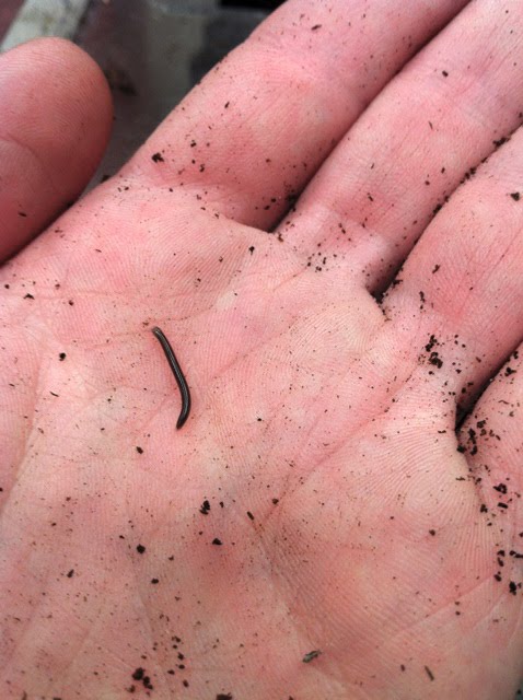 Baby Millipede