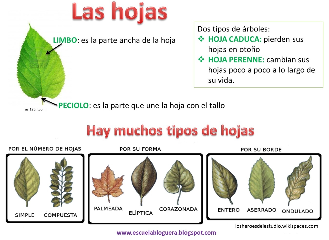 Escuela bloguera: LAS PLANTAS | Tipos de arboles, Plantas, Hoja perenne