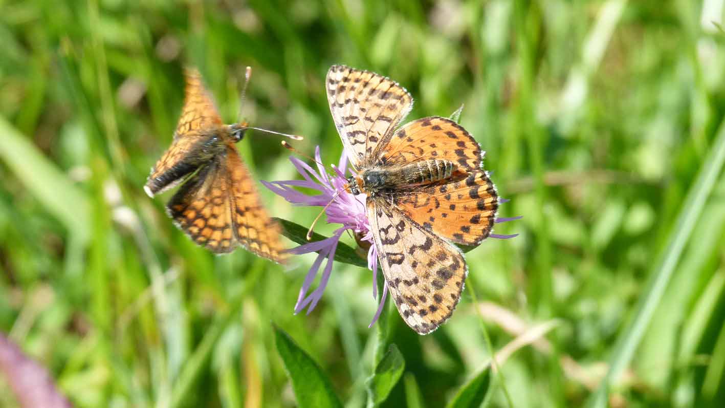 Faune Flore d'Ul: Papillon : La Mélitée orangée
