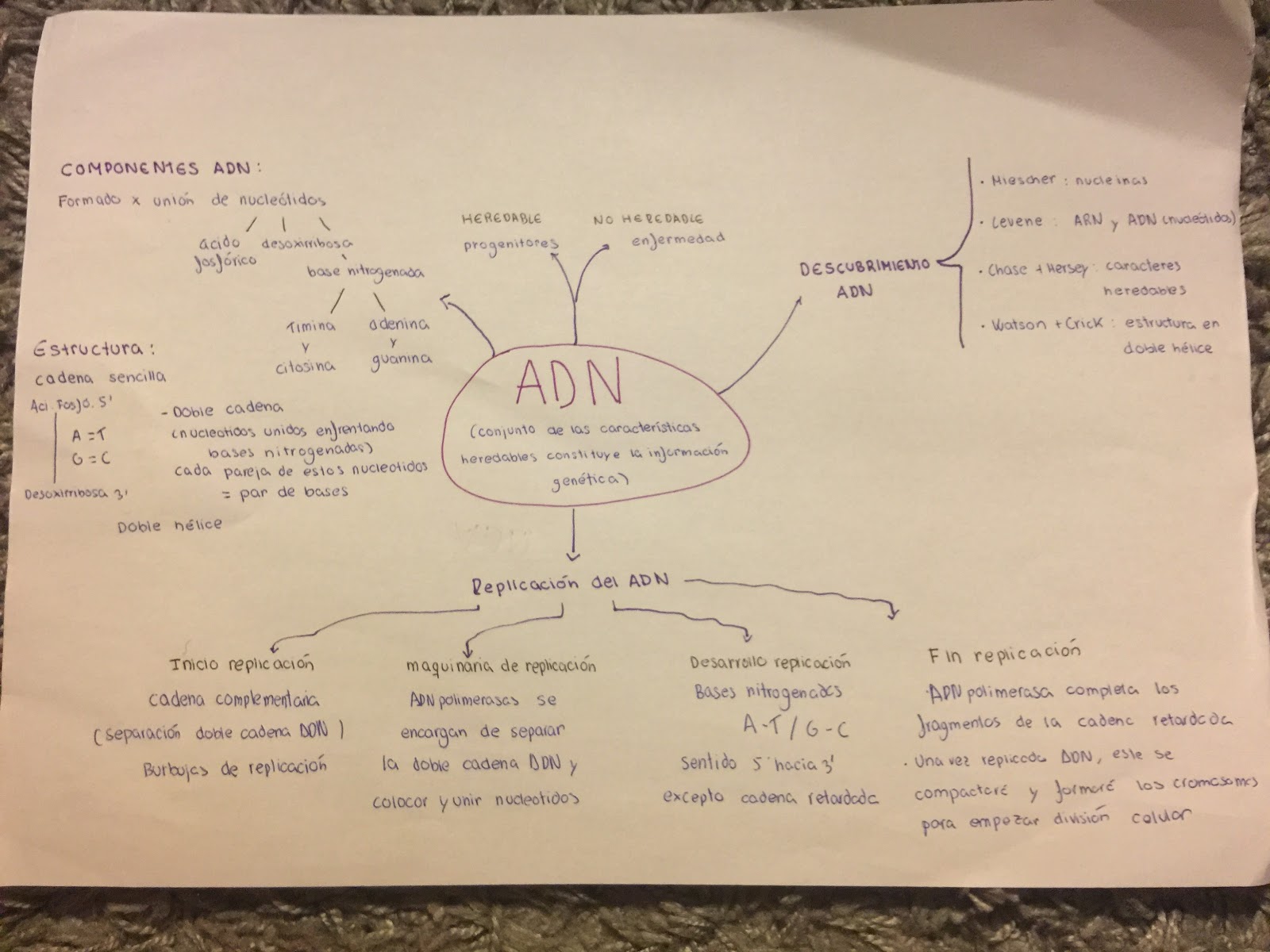 Anna Ruiz: Mapa mental ADN