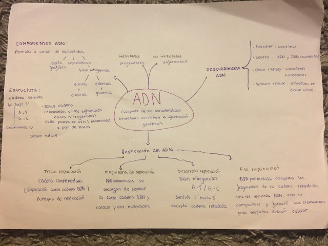 Anna Ruiz: Mapa mental ADN