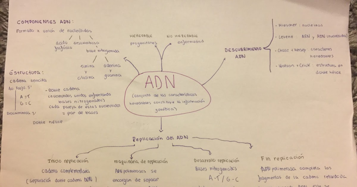 Anna Ruiz: Mapa mental ADN