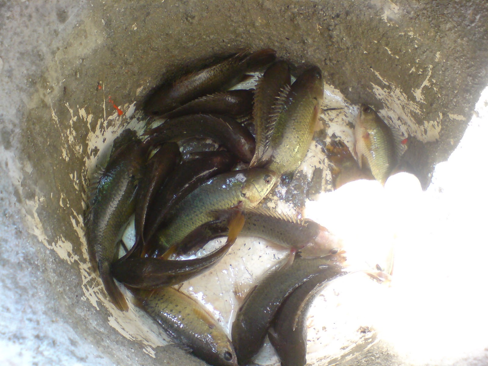 terajubintang7: Pancing di Bendang Sawah Padi Kawasan Kangkong, Kedah.