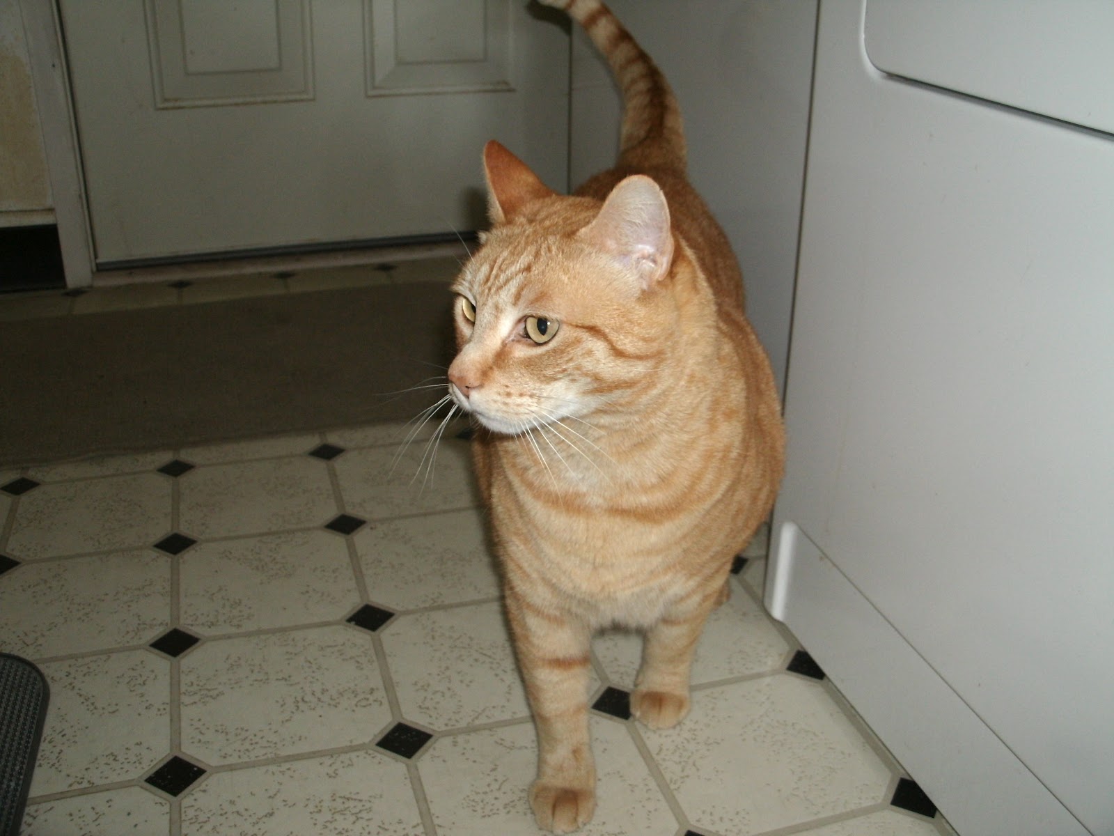 The Very Best Cats: One Very Smart Cat