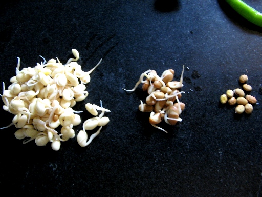 AnnaParabrahma: Vala cha Birda