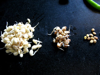 AnnaParabrahma: Vala cha Birda